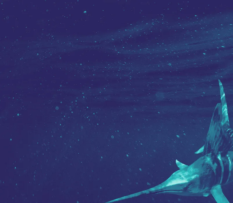 New Feature of Whalebone Immunity: Identity Protection Allows Customers ...